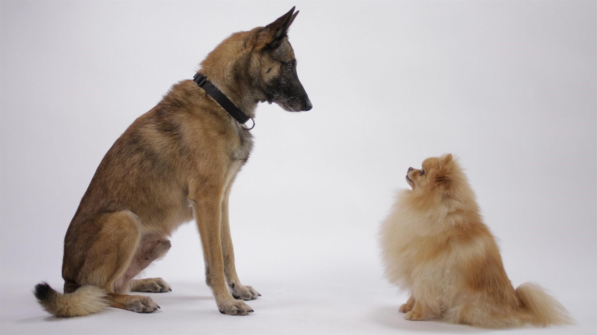 STEP DOGS - MUHTEŞEM KÖPEK