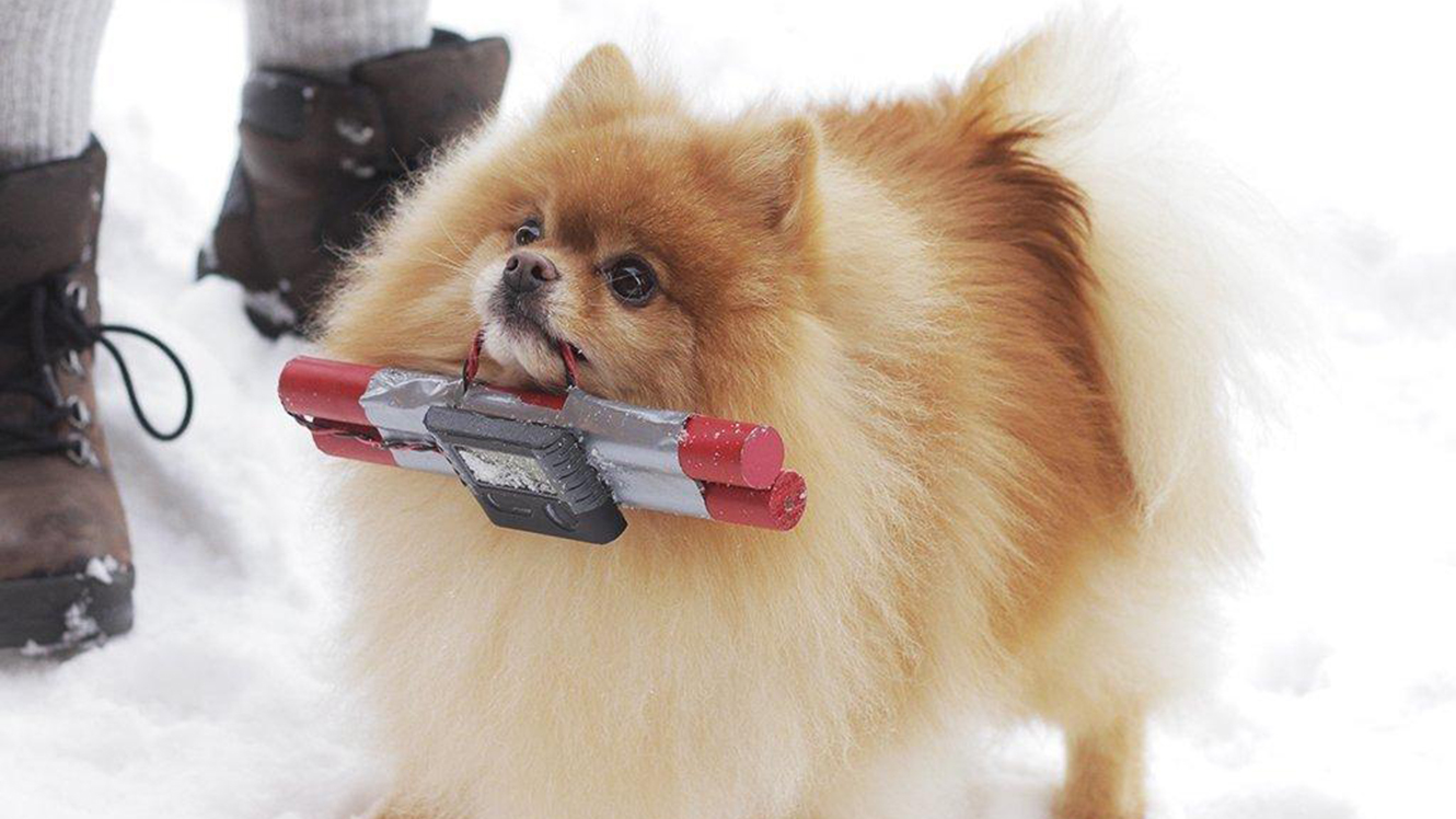 STEP DOGS - MUHTEŞEM KÖPEK