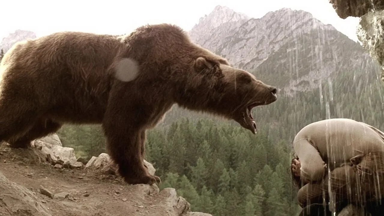 THE BEAR - AYI